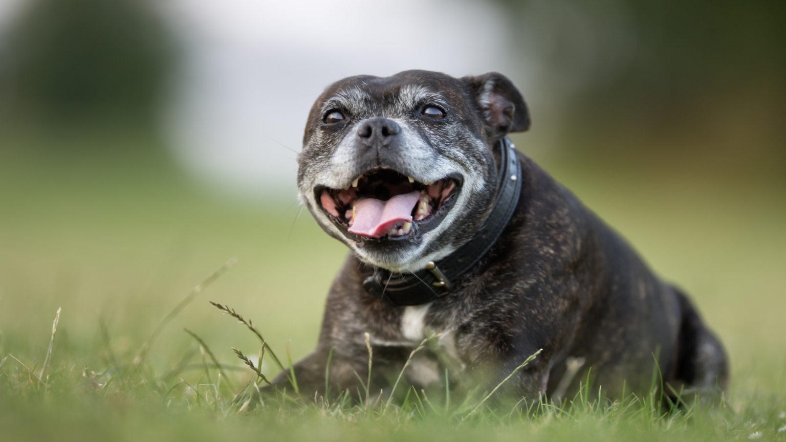 5 Ways To Care For An Aging Dog | Happy Puppy Tips